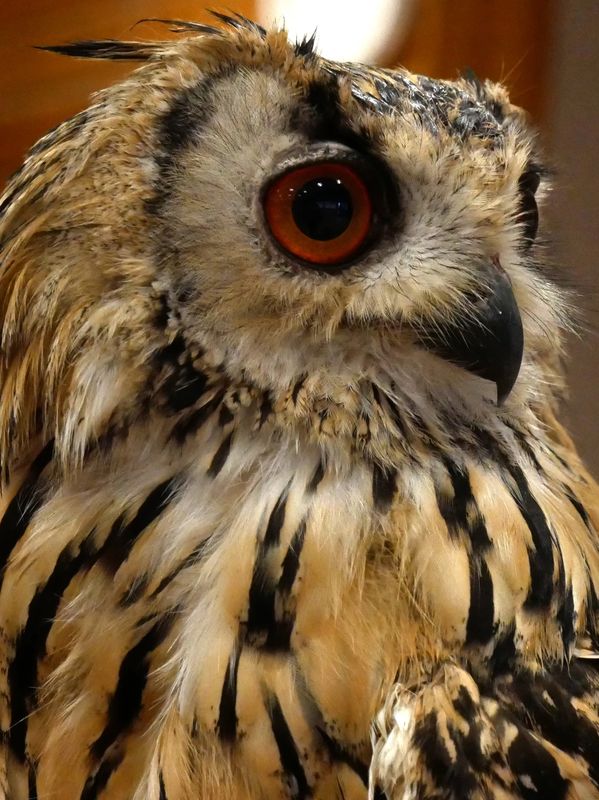 Animal Parties and Therapeutic Animal Interactions - Animal Mind Set