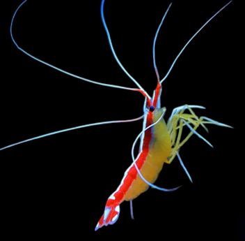 Skunk Cleaner Shrimp