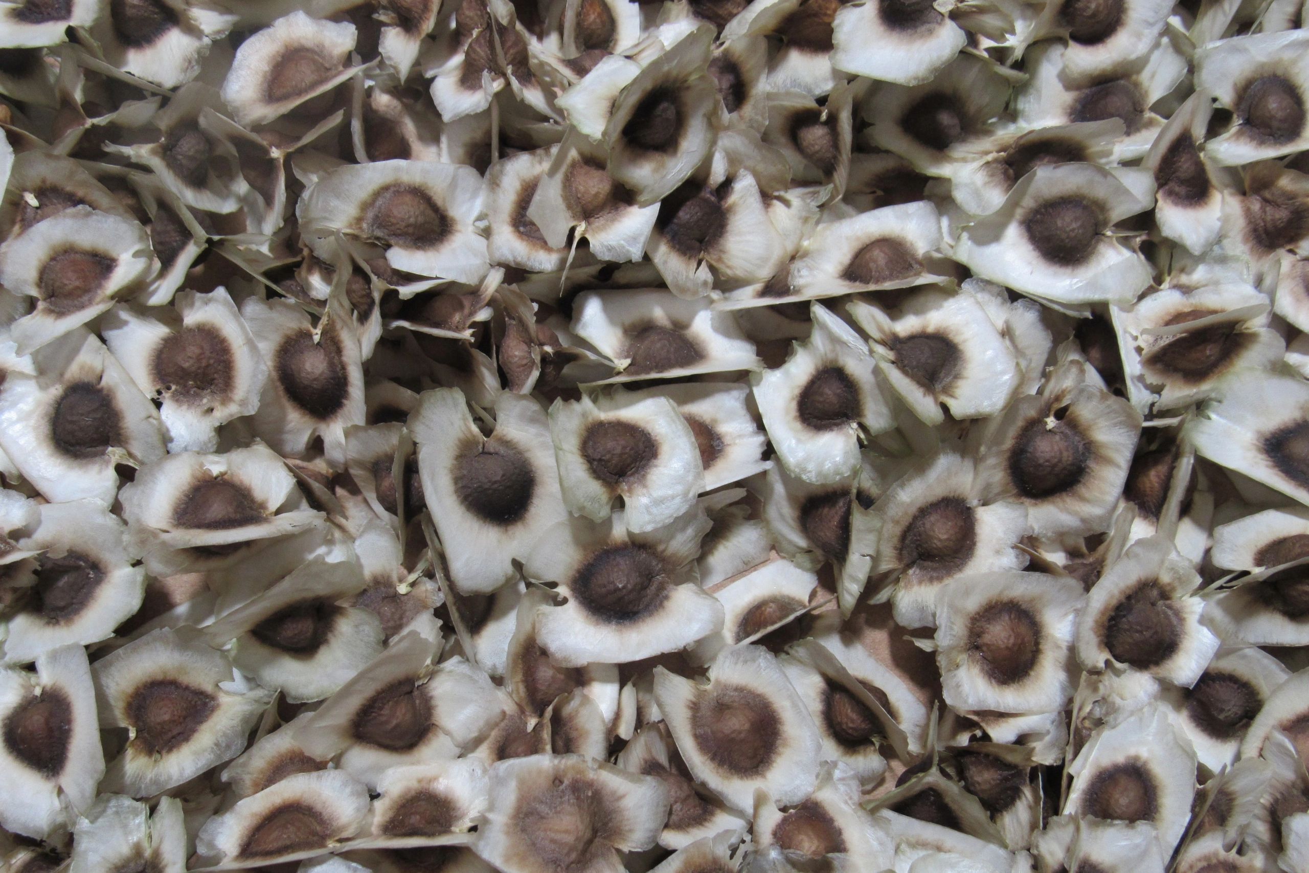 MORINGA SEEDS PKM1 PKM2 ODC3 VALAYAPATTI SEEDS