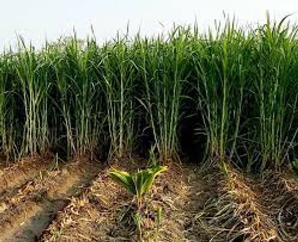 SUPER NAPIER GRASS SEEDS