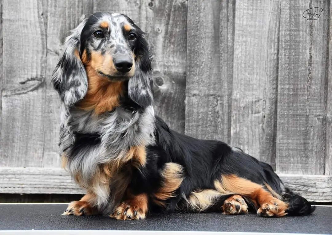 Full Grown Miniature Long Haired Dachshund