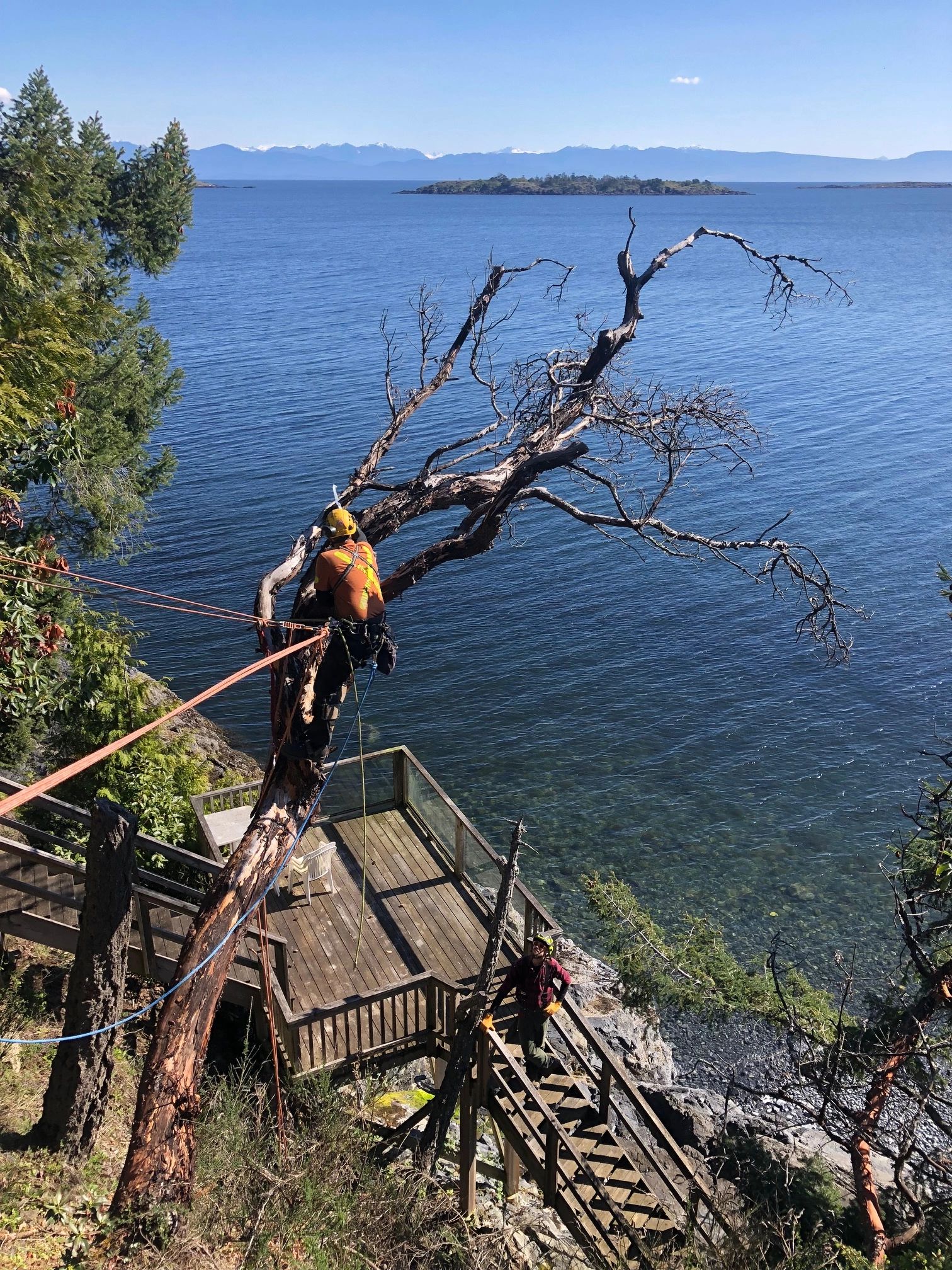 Treeco Tree Service - Tree Services, Arborist, Tree Removal