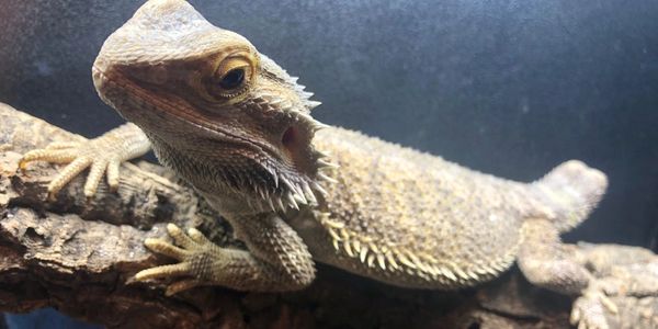Exciting Reptile Parties for Birthdays at PNW Aquatics and Exotics Rescue