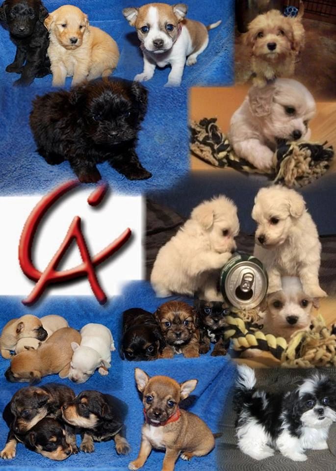 Puppies for Sale
