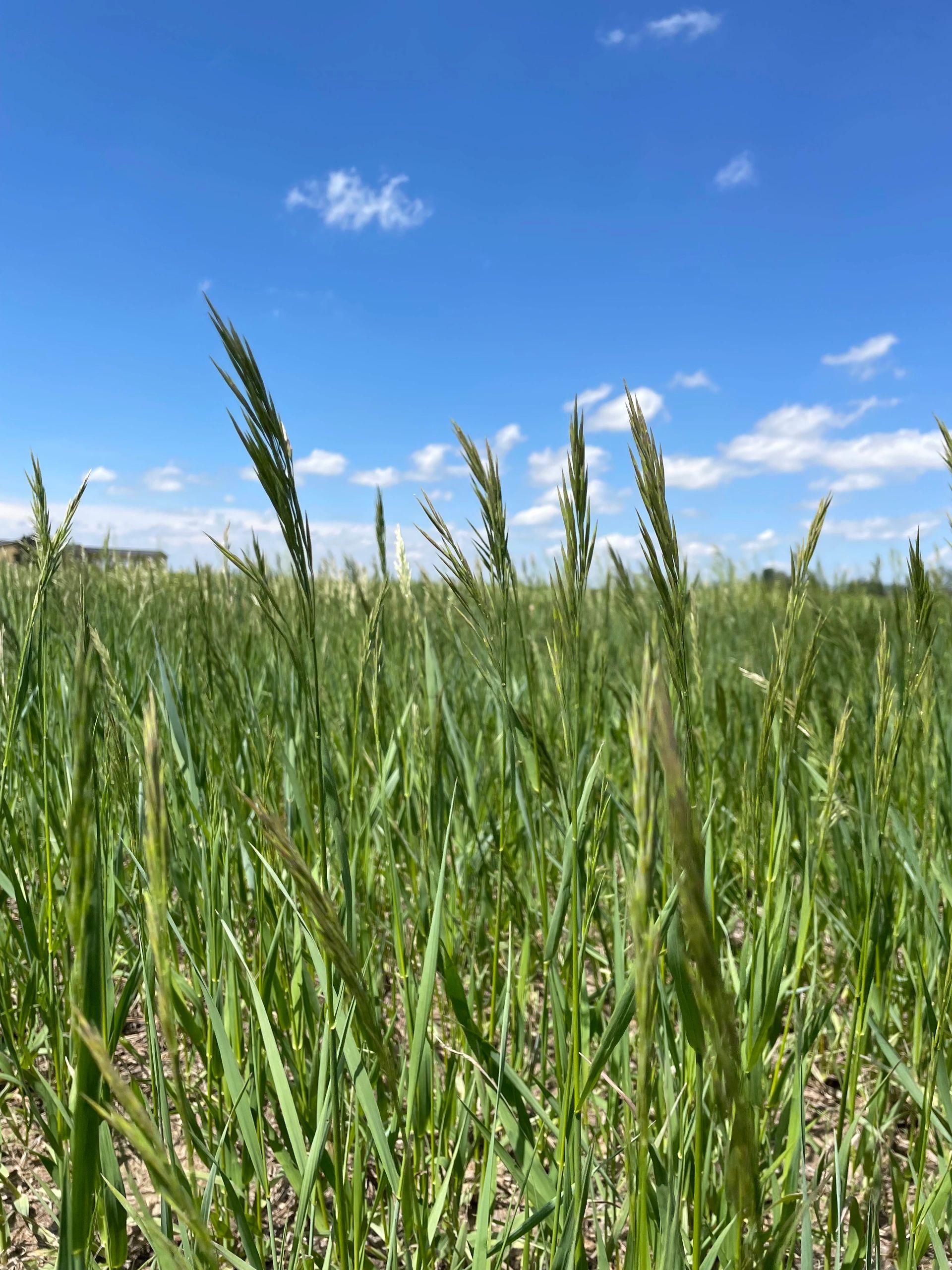 TNA Farm! - Dryland Pasture Mix, Arkansas Valley Seed, Orchard Seed