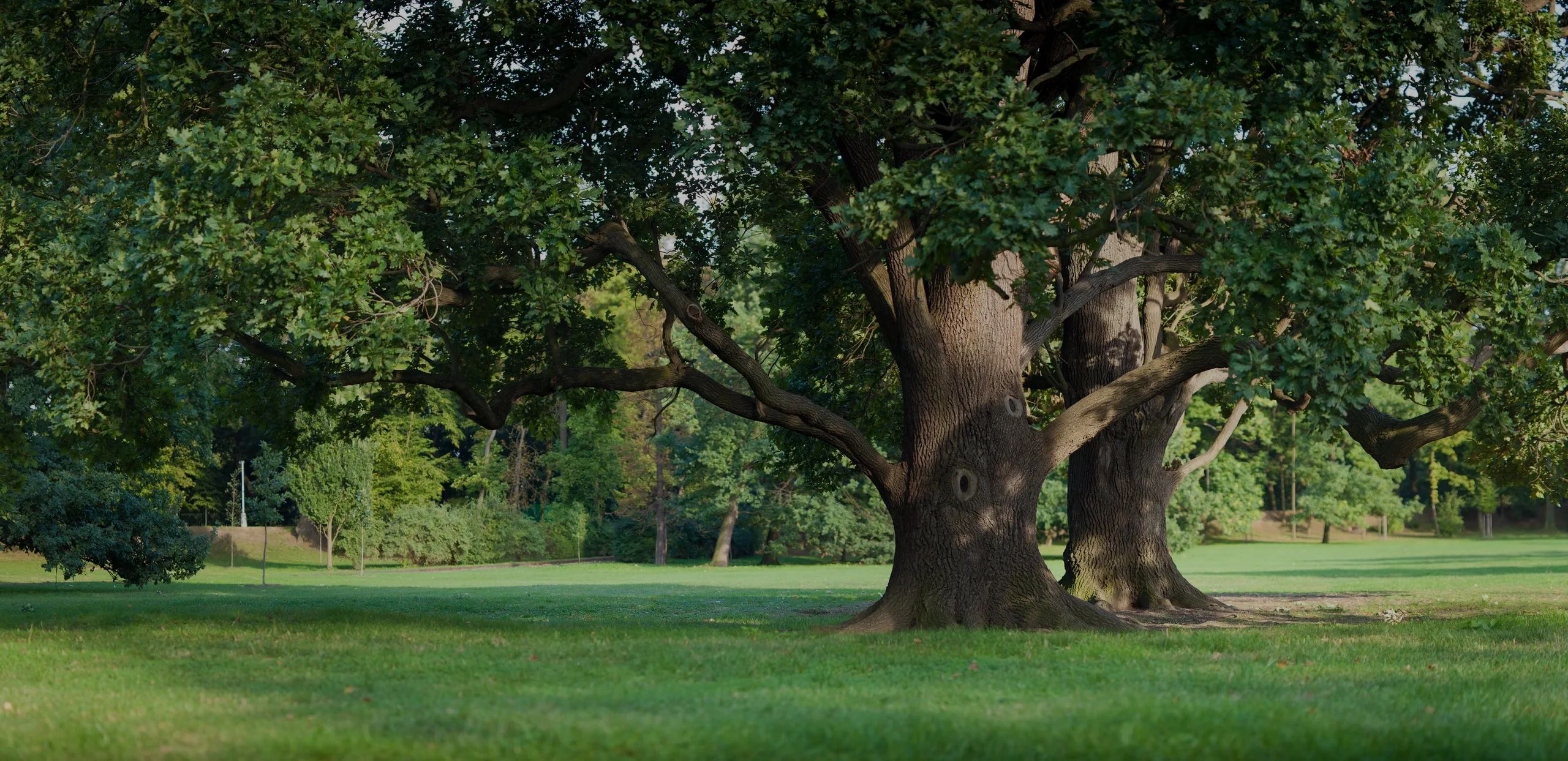 Alternative Investing With Arden Park Capital