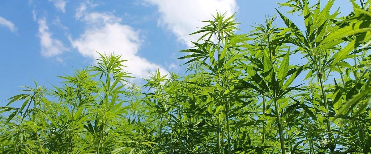 Simply Gold Hemp