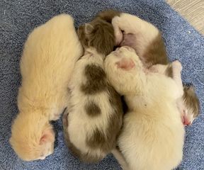 Ragdolls Available in Idaho - Ragdoll Kittens for Sale | Desert Ragdolls