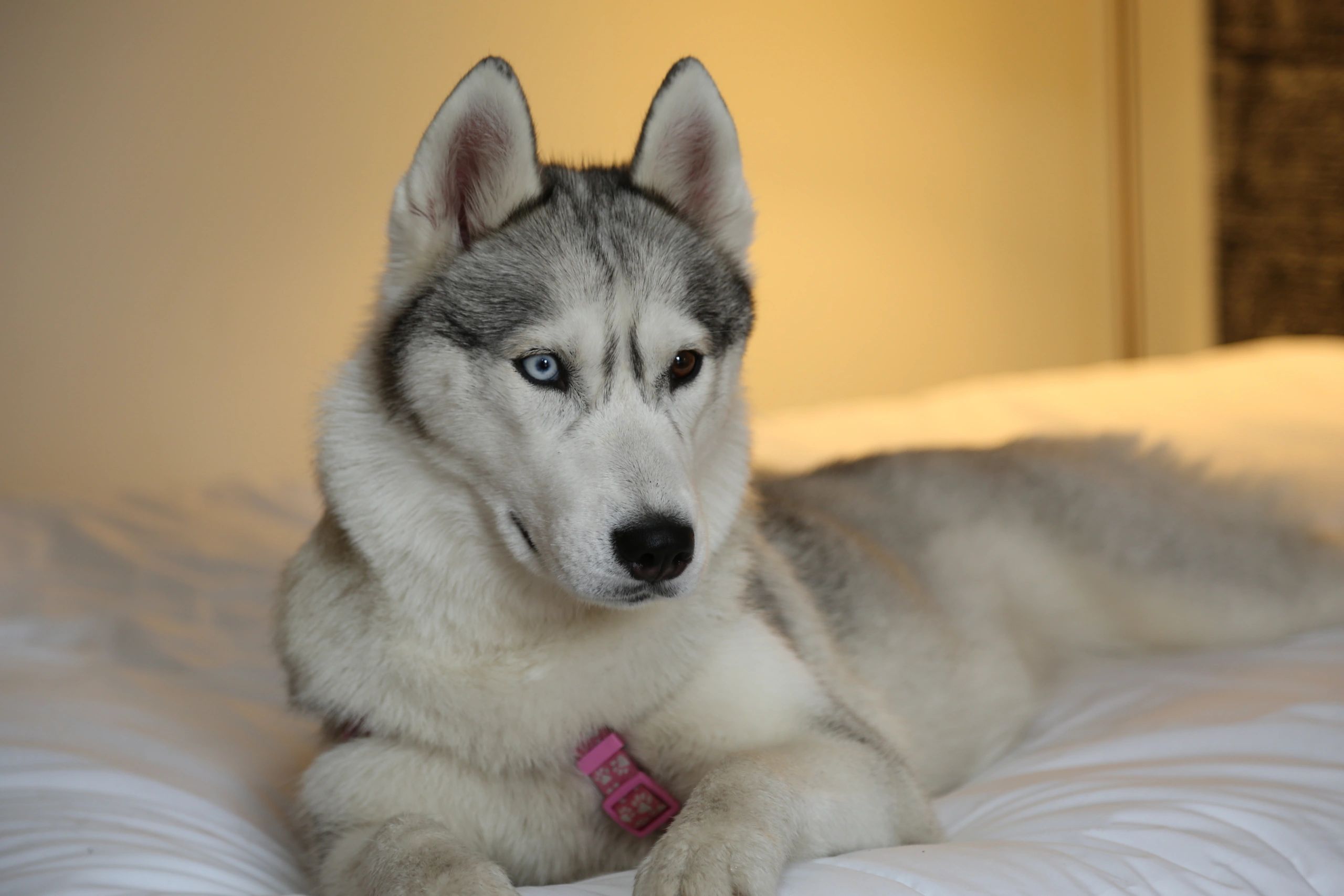 Emeraldwoods Siberian Huskies