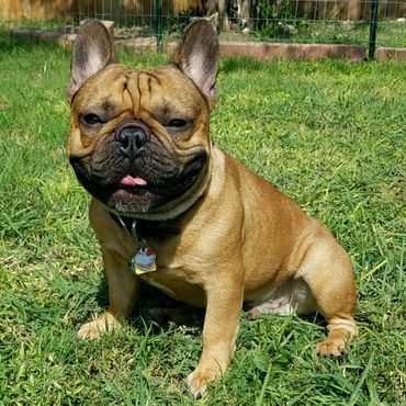 Planned Breedings | Cowtown Frenchies