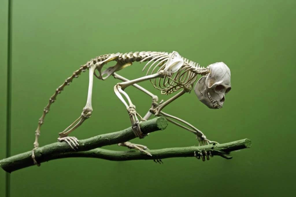 Emerald Monkey Tattoo