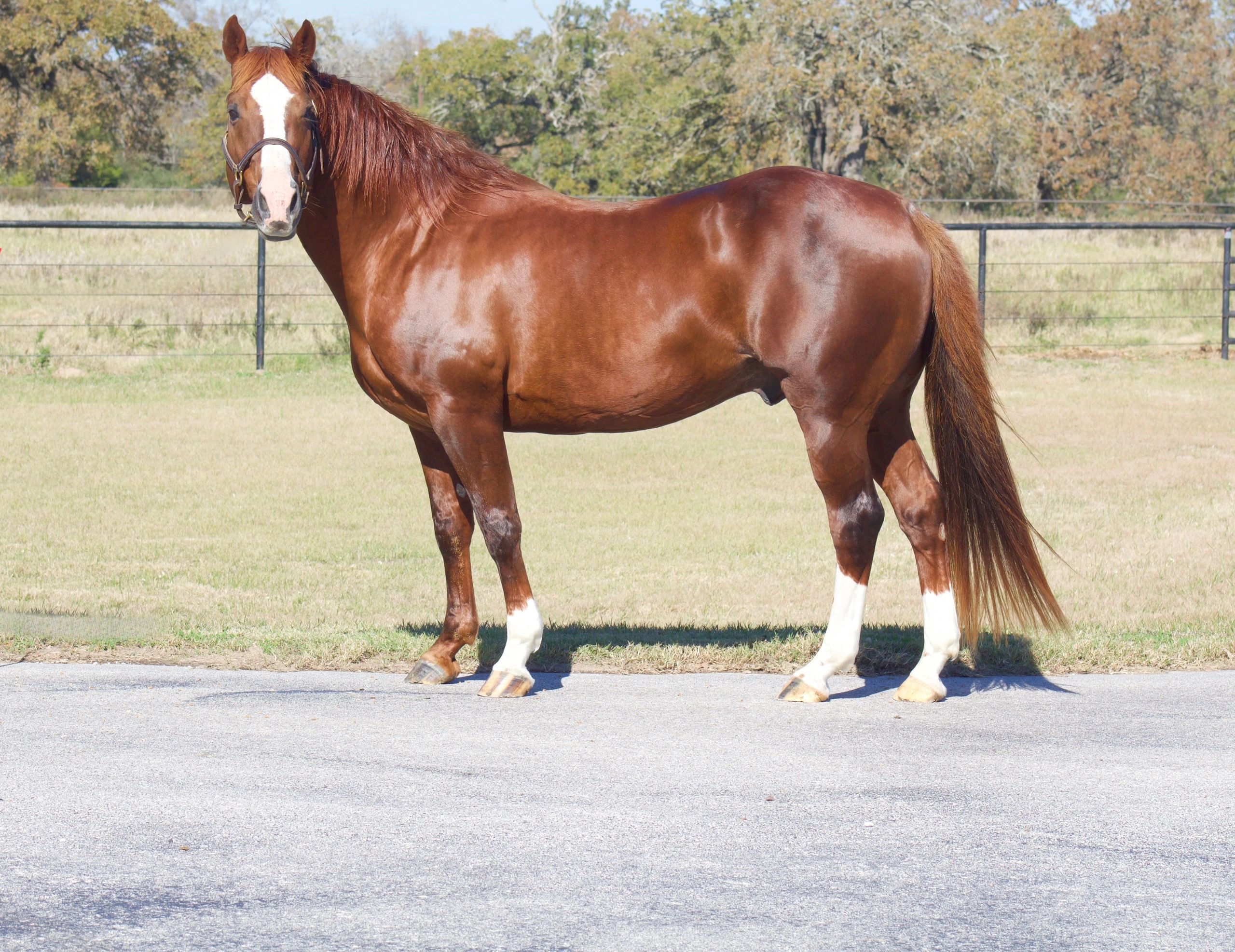 Horse Auction - Elite Auctions, LLC