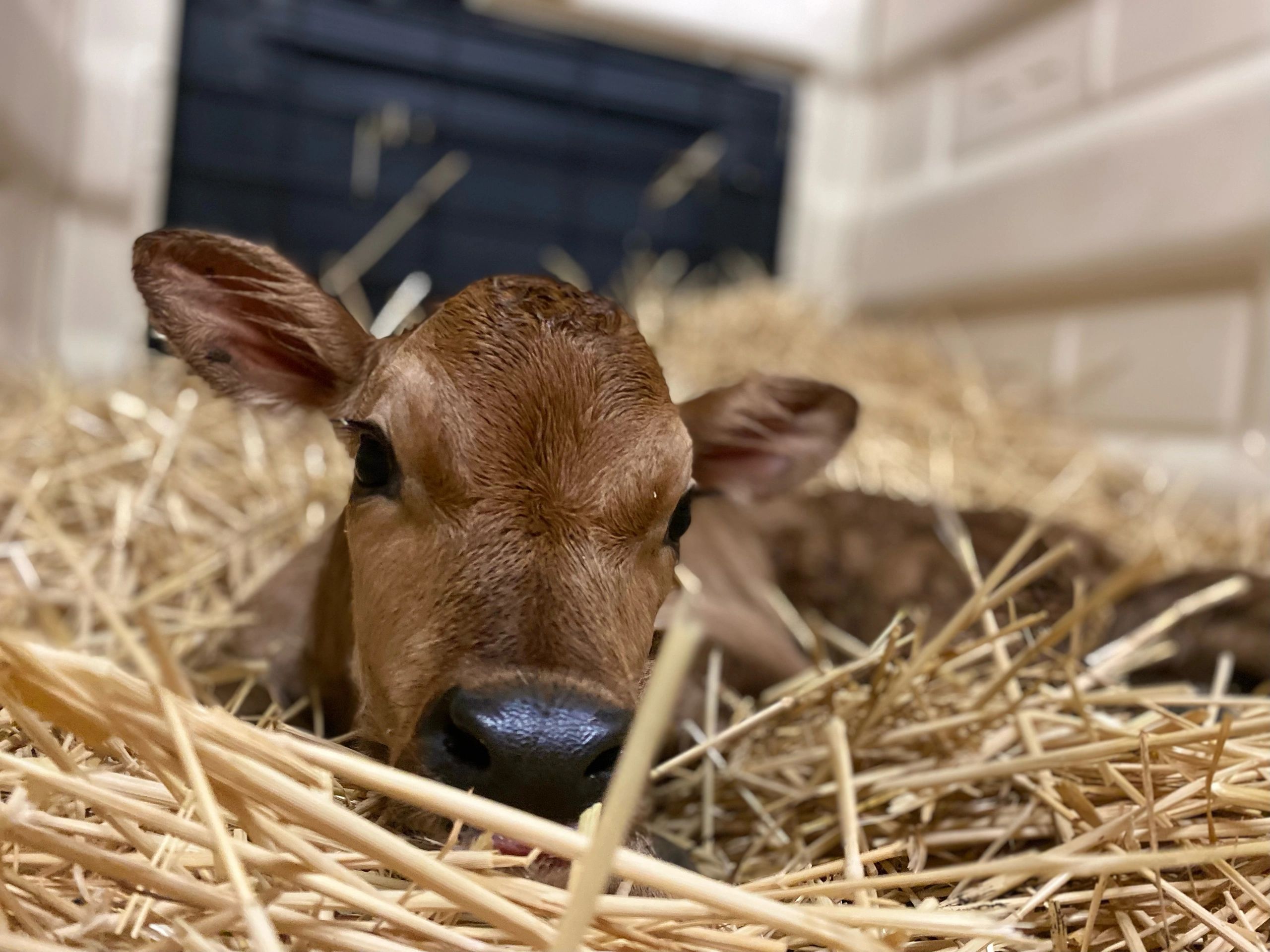 The Calf Castle at Royal Riverside.