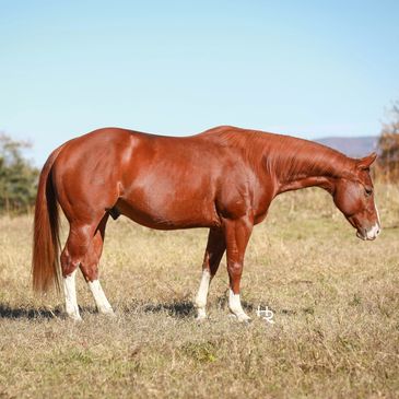 Profitable Cattle for Sale - Rafter P Ranches