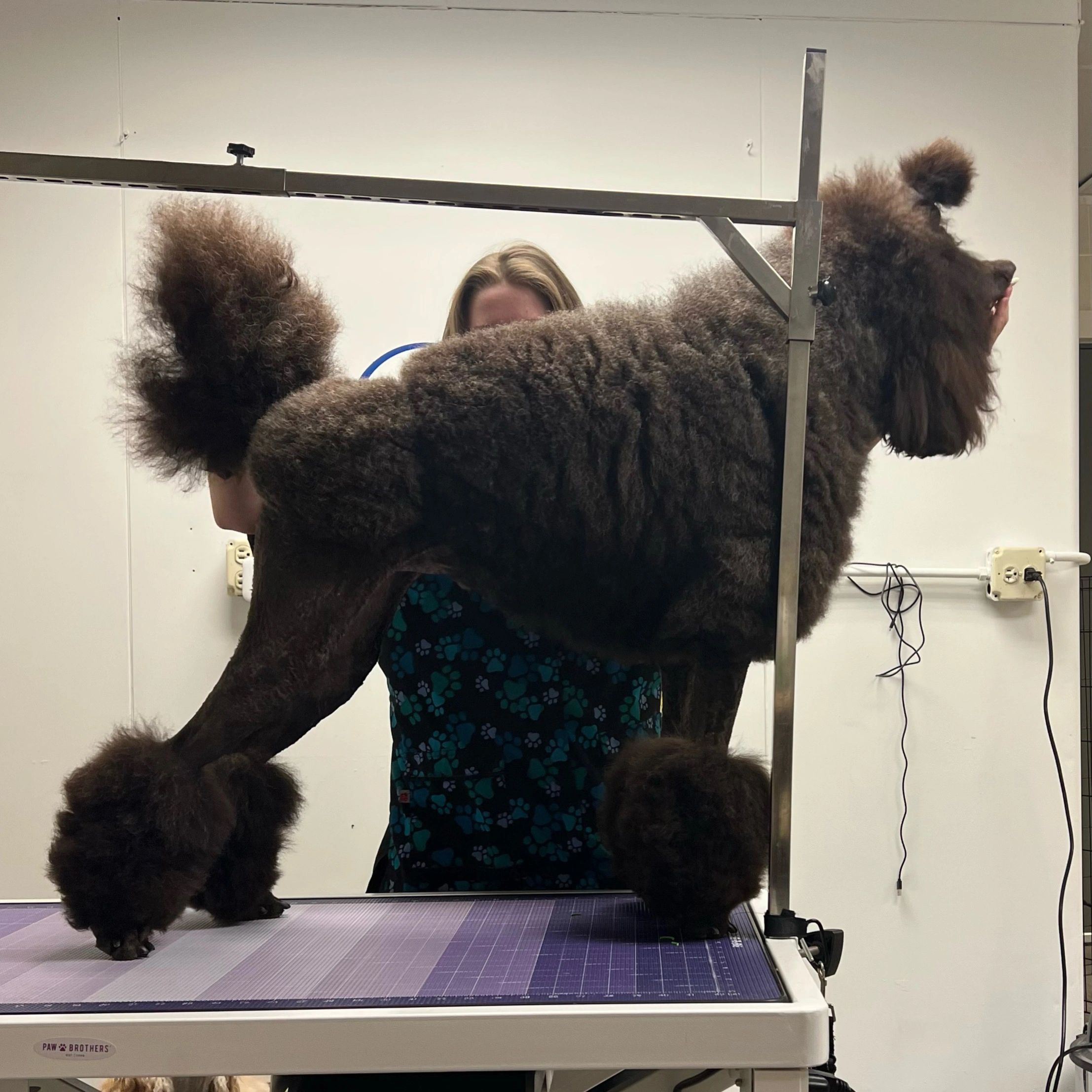 Find Professional Dog Groomers at Purely Paws Spa