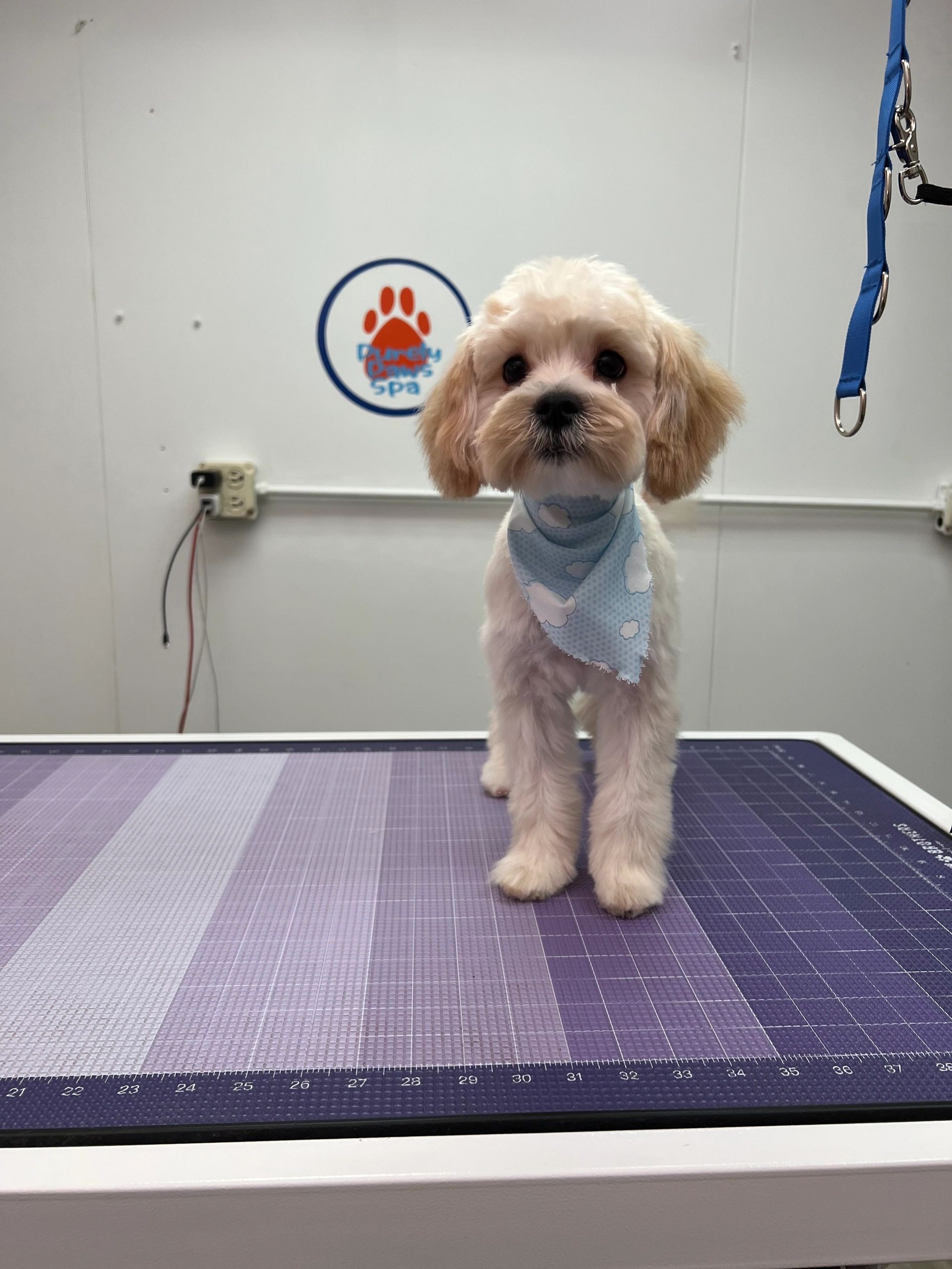 Find Professional Dog Groomers at Purely Paws Spa