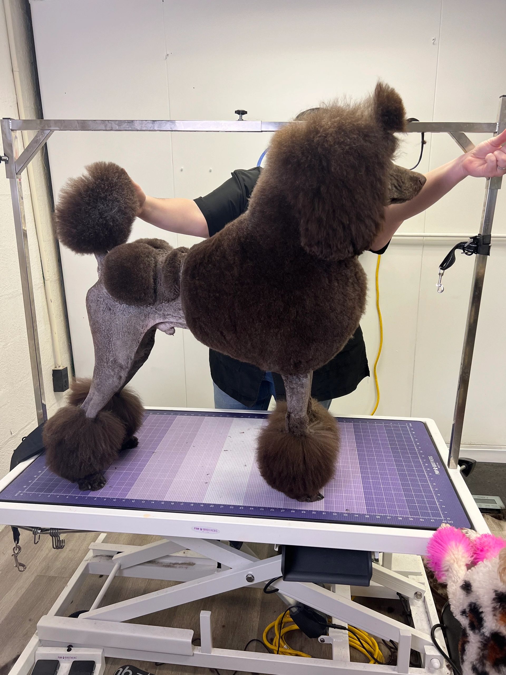 Find Professional Dog Groomers at Purely Paws Spa