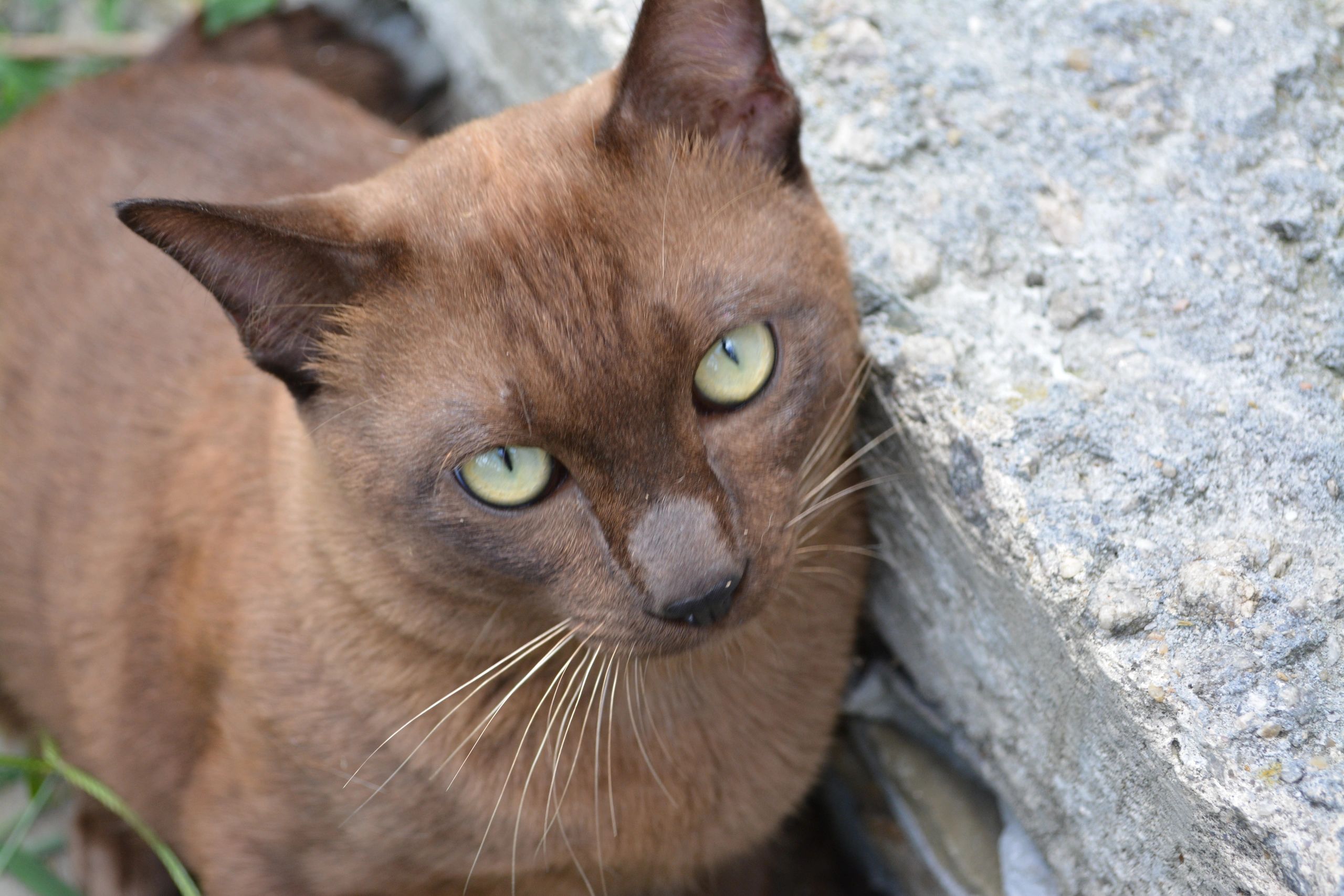 Breeding a Natural Breed of Cats: Burmese Cats as one example.