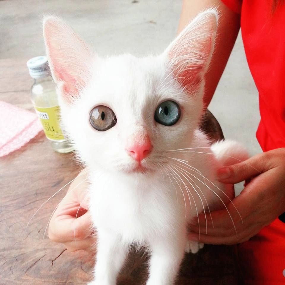 The Pushy Cat Personality