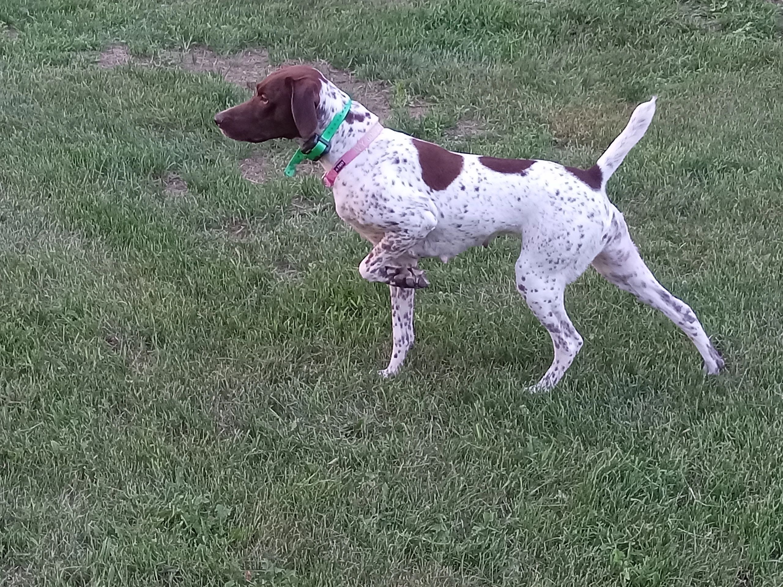 Perfect Point Kennels