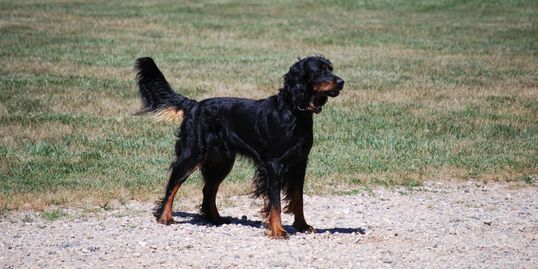 Scottland Kennels - Gordon Setters/ English Setters, Puppies / Dogs