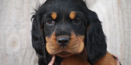 Gordon Setters | Scottland Kennels