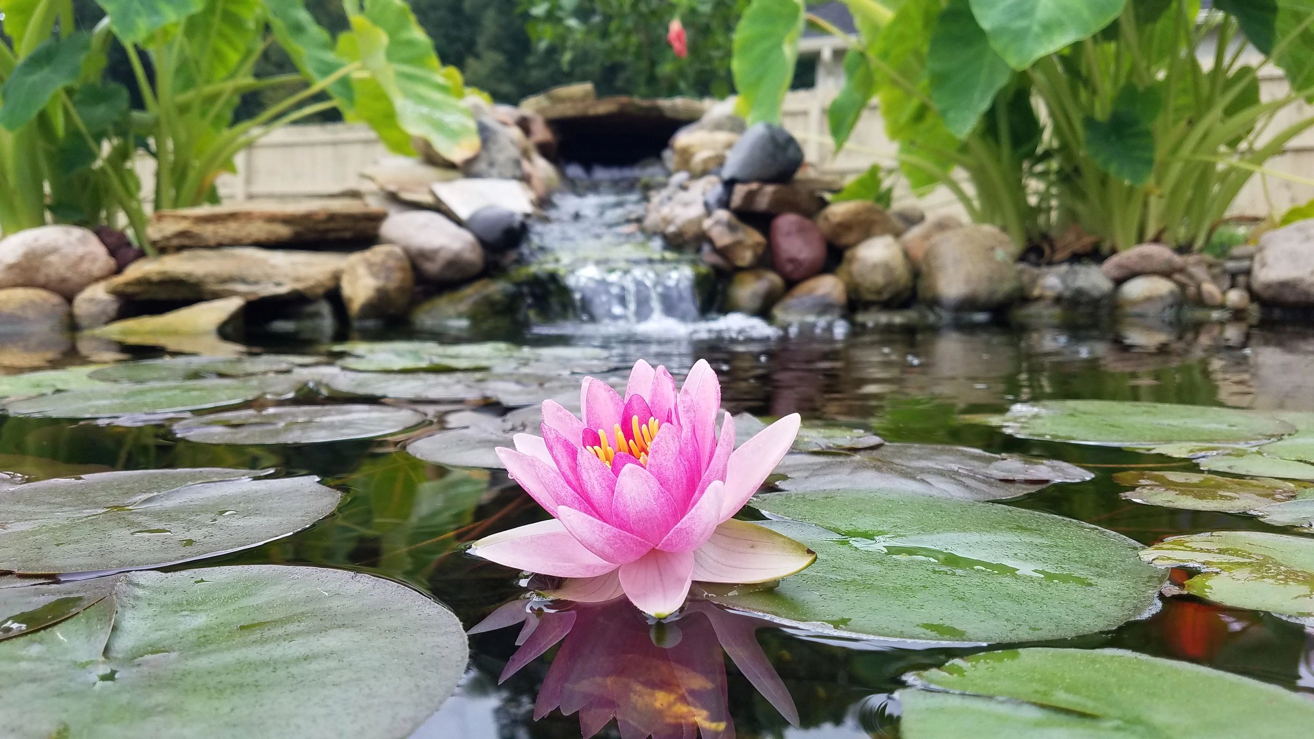 Carefree Ponds & Waterscapes - Pond - Muncie, Indiana