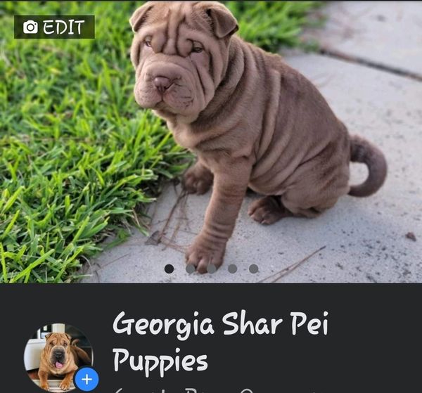 Georgia Shar Pei Puppies