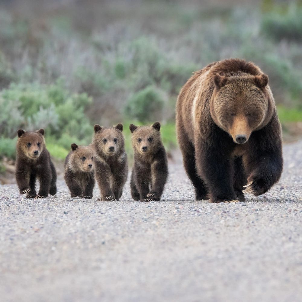 The OCM Foundation, Inc.