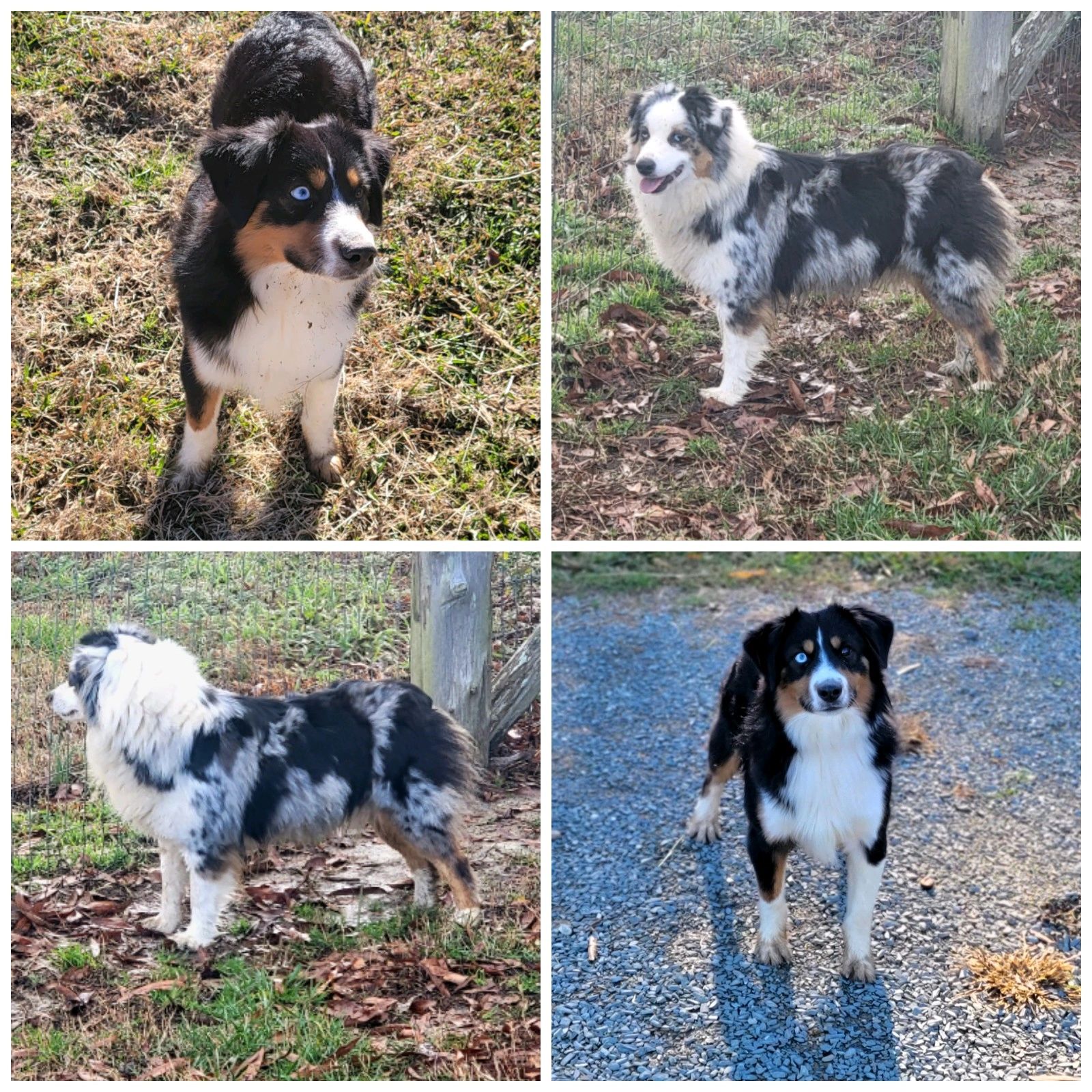 Are There Toy And Miniature Australian Shepherds