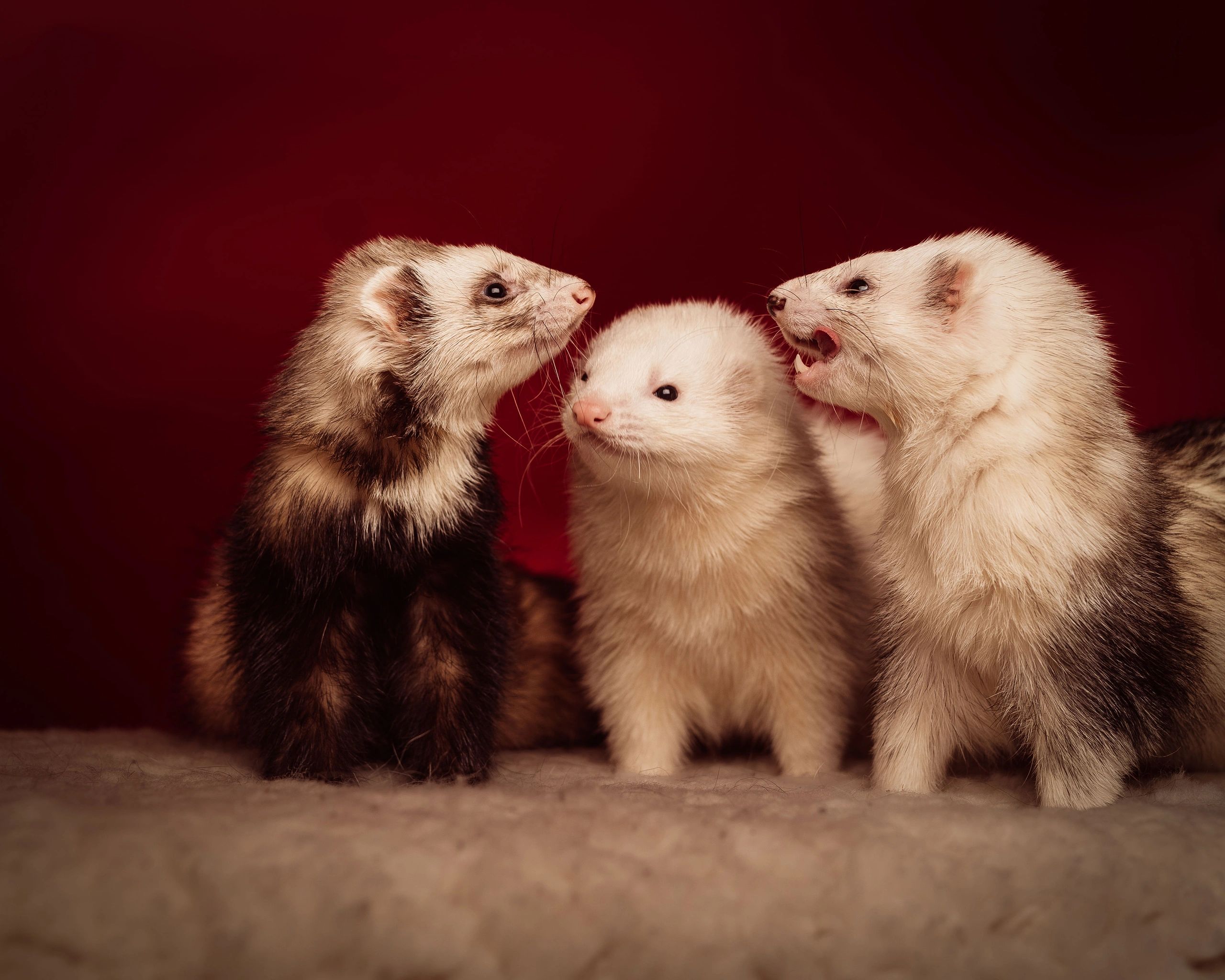 Fox & Fern Ferretry - Your Destination for Ferret Enthusiasts