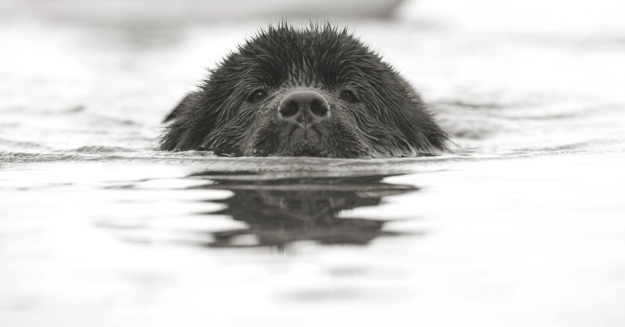 Are Newfoundlands Lazy