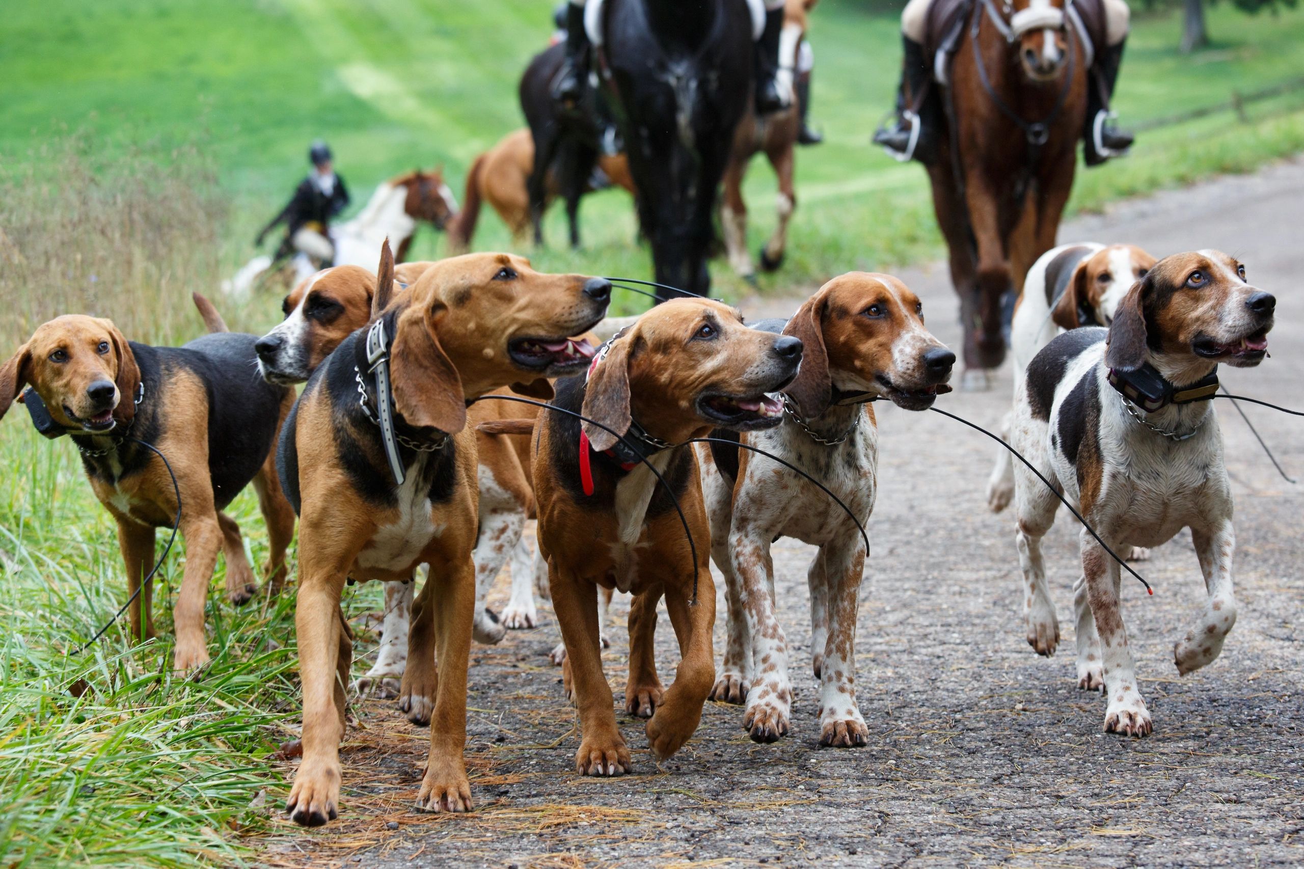 Sewickley Hounds Foundation