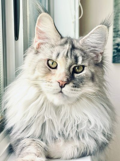 ANNOUNCEMENTS | Feathercoons