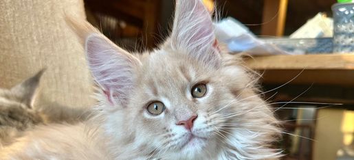 Maine Coons in New York
