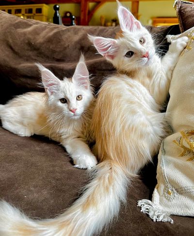 AVAILABLE KITTENS | Feathercoons