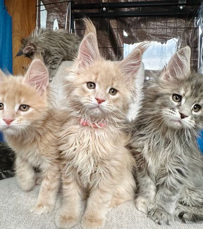 AVAILABLE KITTENS | Feathercoons