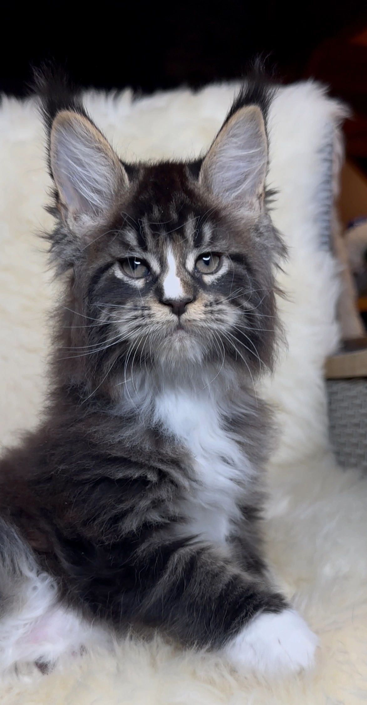 Feathercoons: Premier Maine Coon Breeder in New York