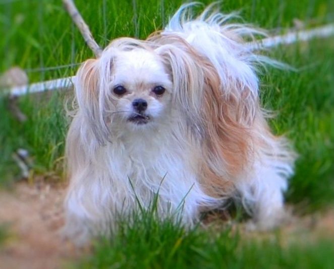 Best Mi-Ki Puppies & Breeders