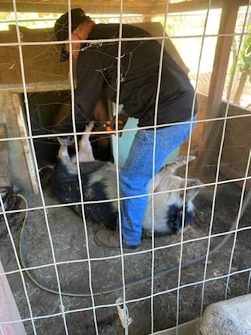 Fun With Pigs!