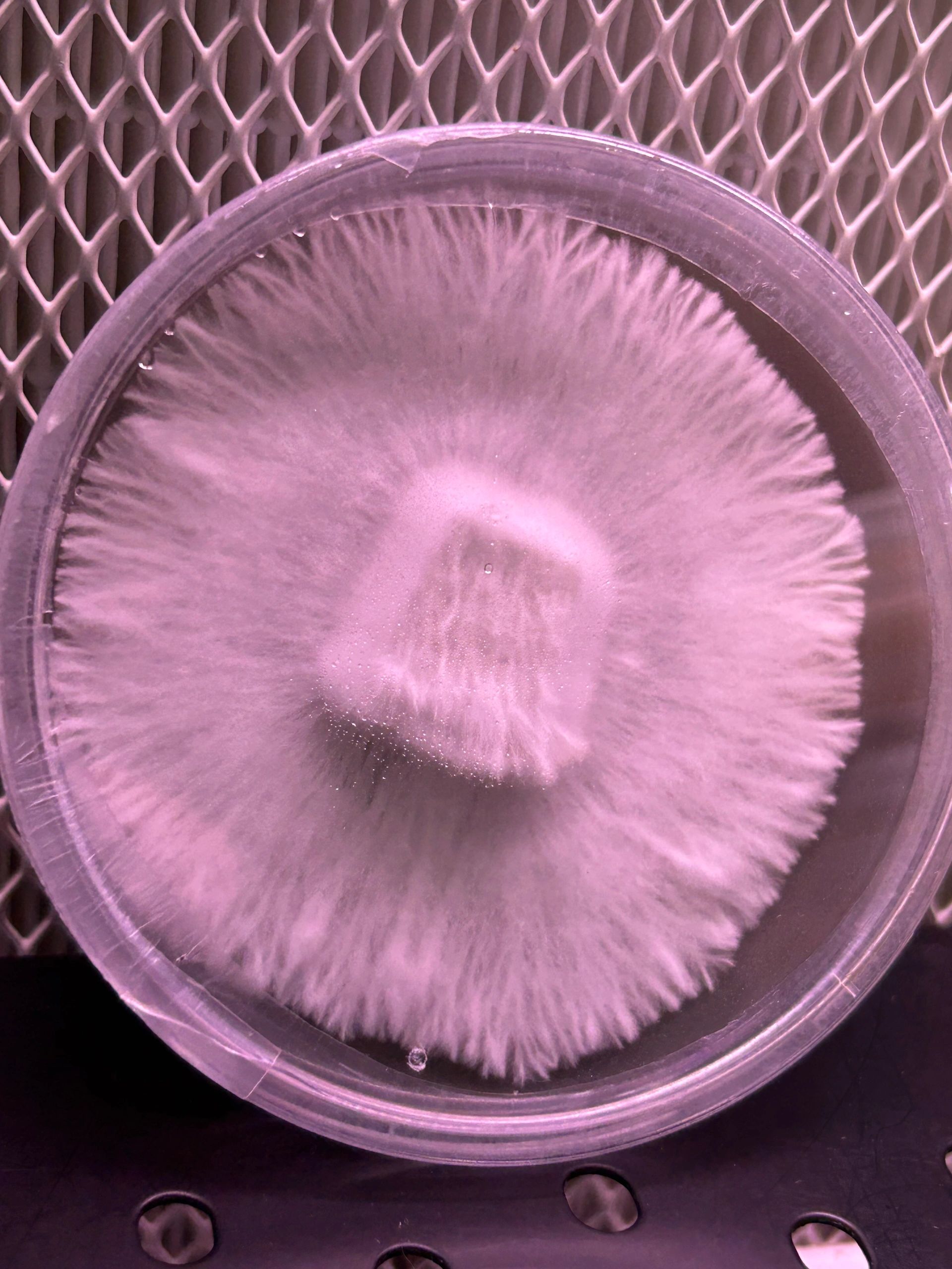 Mycology Supplies - Savvy Gardens