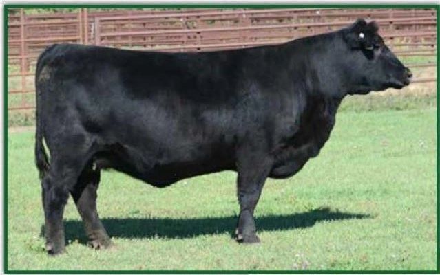 Cattle, Maine-Anjou, Angus, Genetics, Donors, For Sale - 570 Genetics
