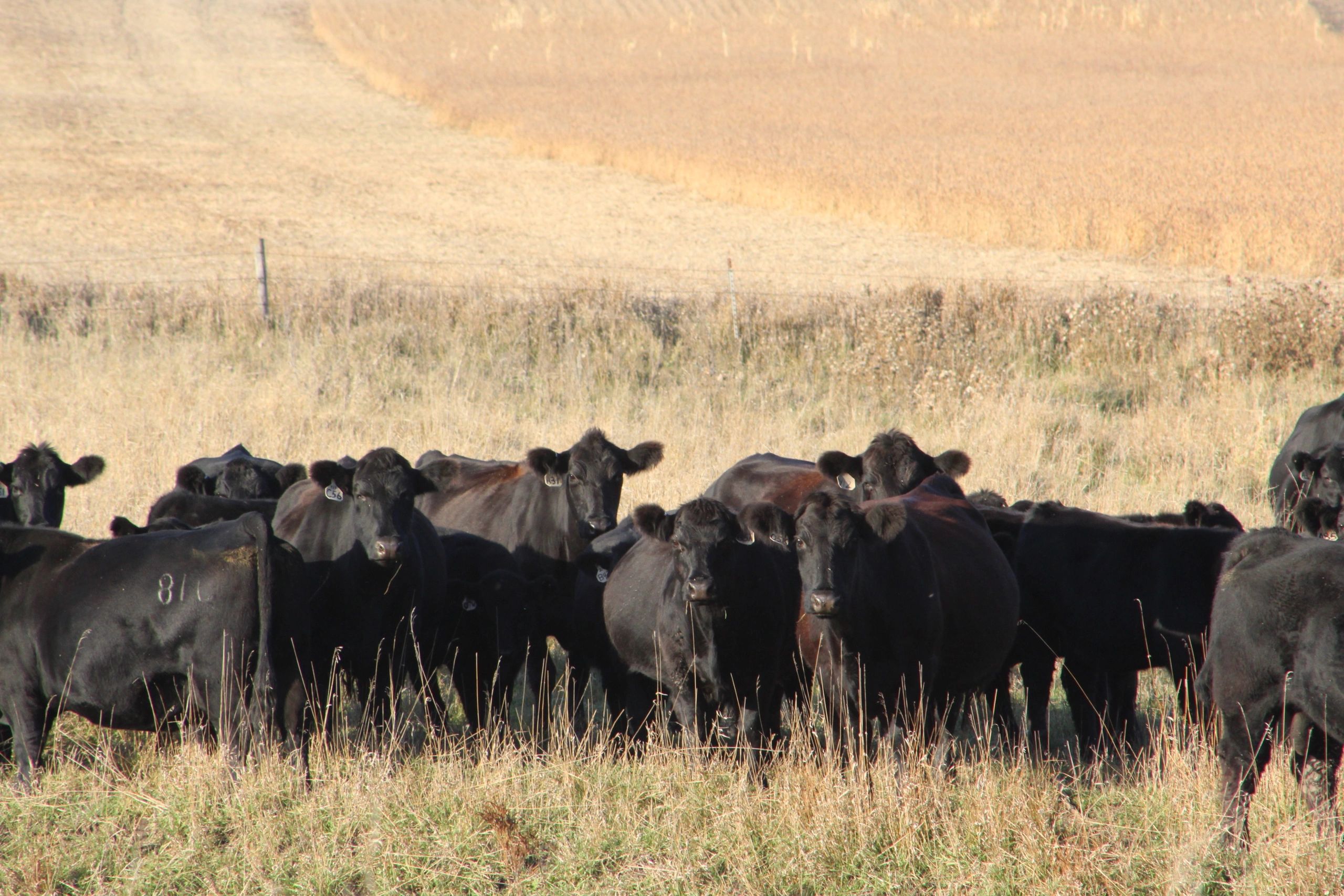 Cattle, Maine-Anjou, Angus, Genetics, Donors, For Sale - 570 Genetics