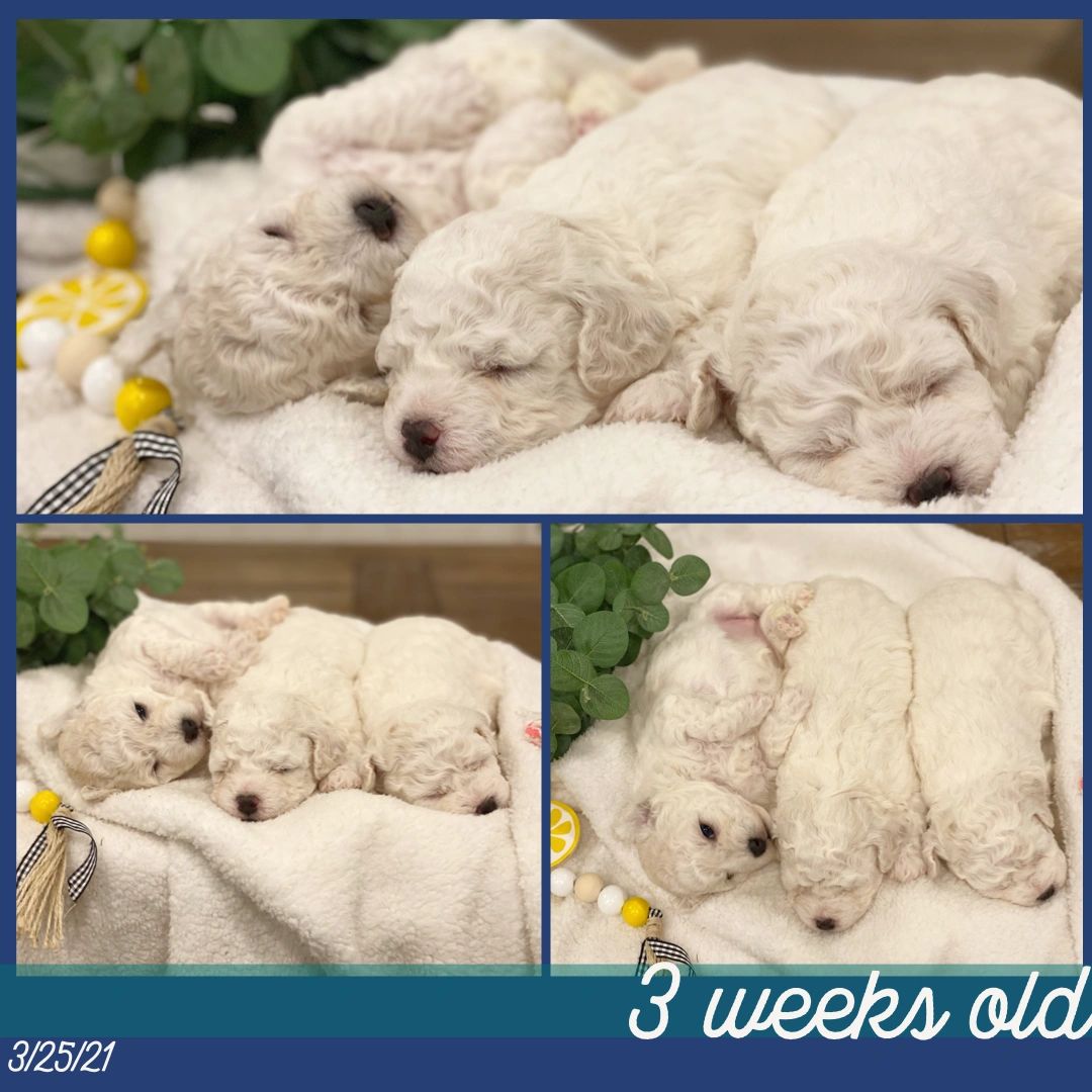 3/4/21 Bichon Babies are here!