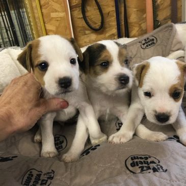 HUCKLE HILL JACK RUSSELL TERRIER BREEDER jack Russell Terriers MA