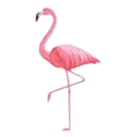 Flamingo Rides ~ Myrtle Beach Transportation Services ~ Charter, Taxi ...