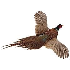 Flatland Pheasants - Kansas Pheasant Hunting, Hunting Lodge