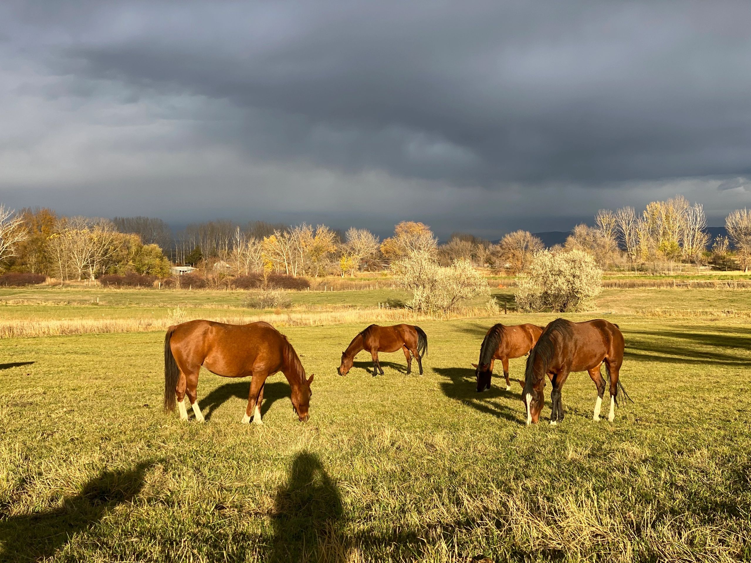 Fisher Ranch Arabians