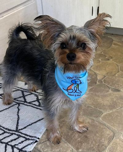 Woof Pack Resort & Spa - Home