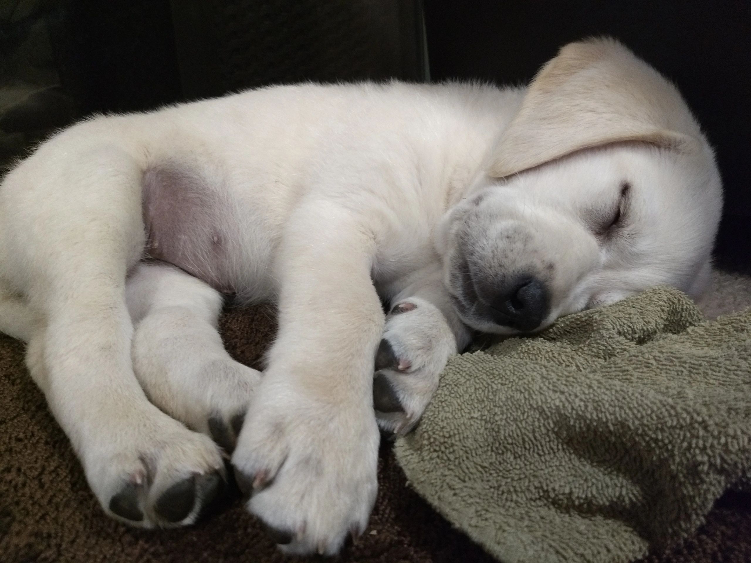 Pacific Northwest Adventure Pups - Golden Retriever Breeder